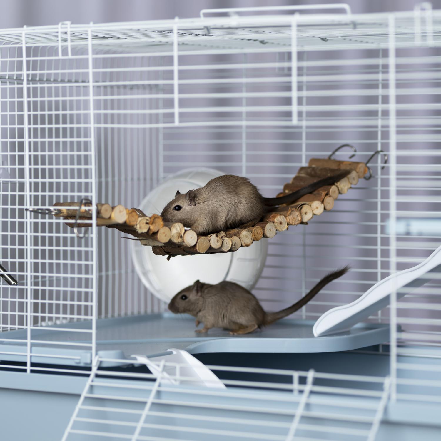 Bendy Bridge / small 11054 Prevue Pet Products