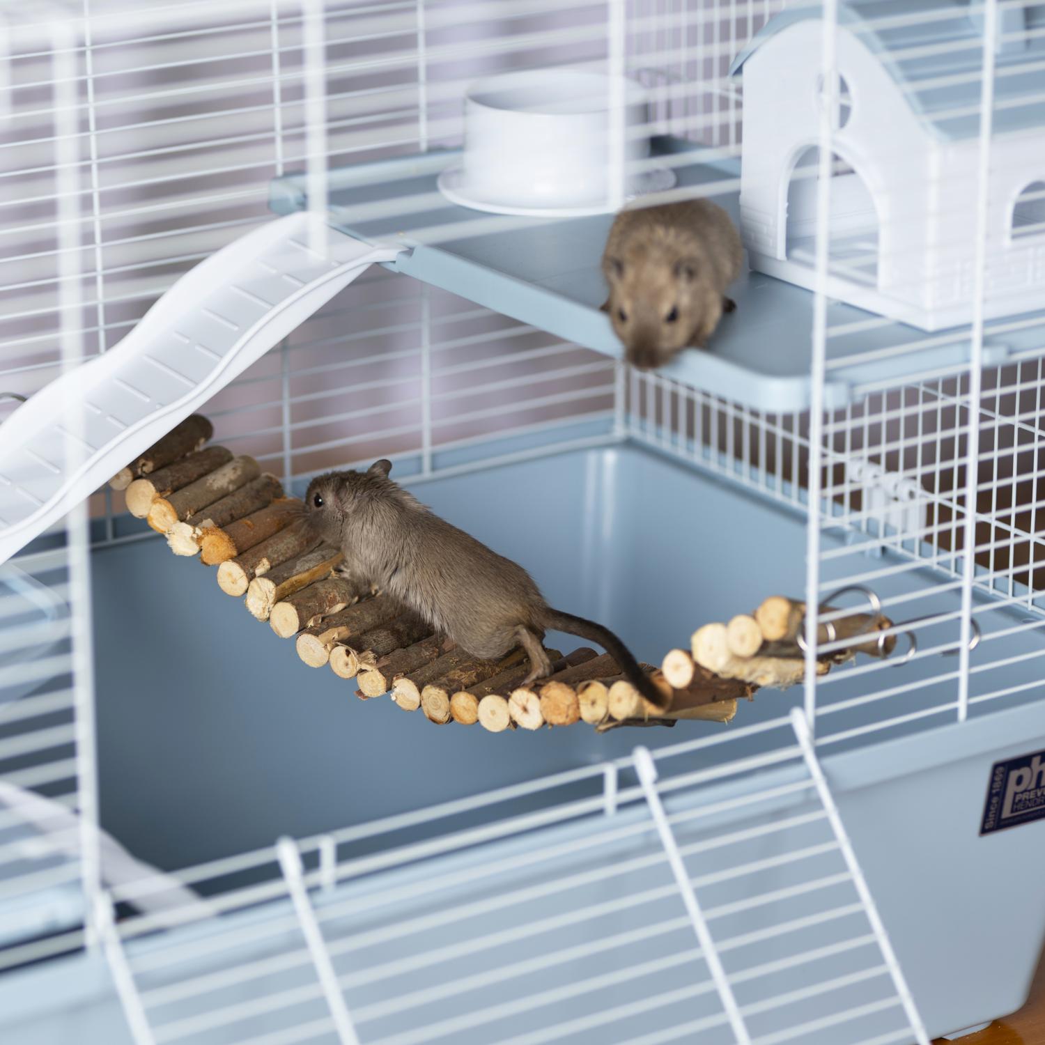 Bendy Bridge / small 11054 Prevue Pet Products